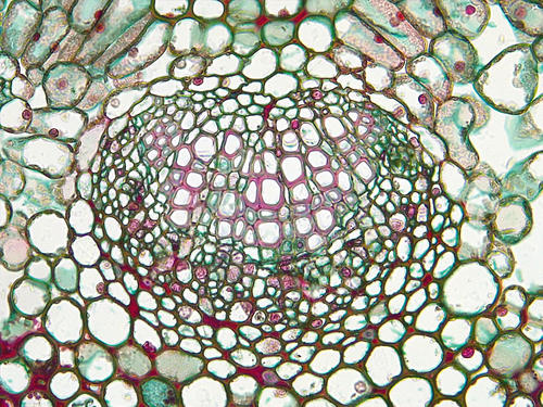 dicot_leaf_cs_27_40x | The BCIT cIRcuit